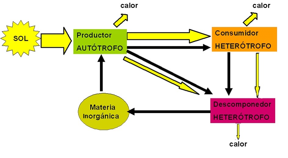 Relaciones tróficas o alimenticias – BiológicaMente